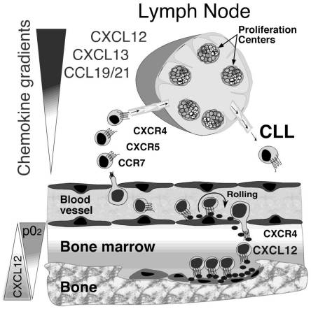 CLL-SLL
